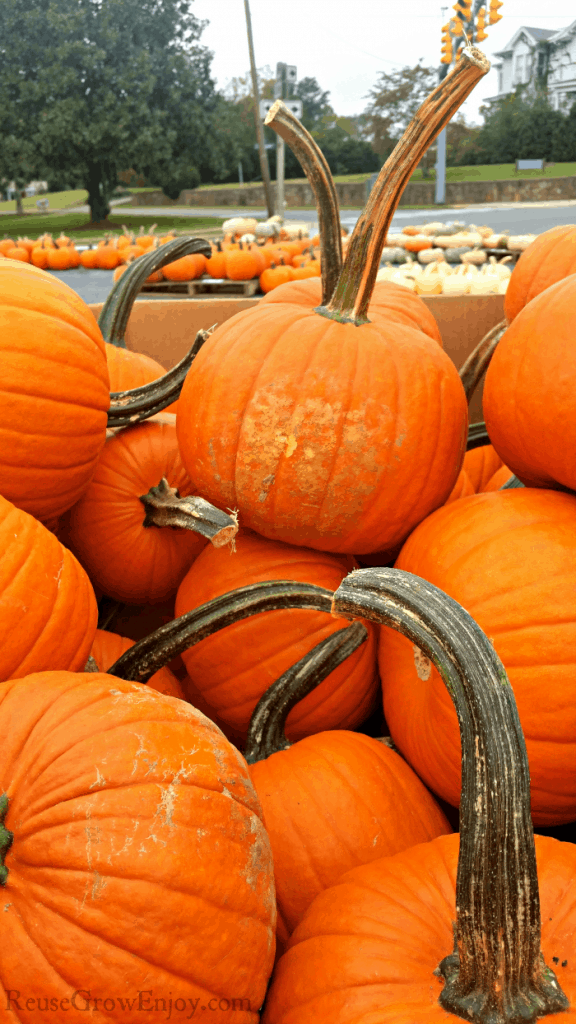 Pumpkin Picking Best Tips - As Well As Recipes & Preserving Ideas ...