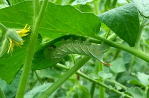 Hornworms - How To Identify And Control Them In The Garden - Reuse Grow ...