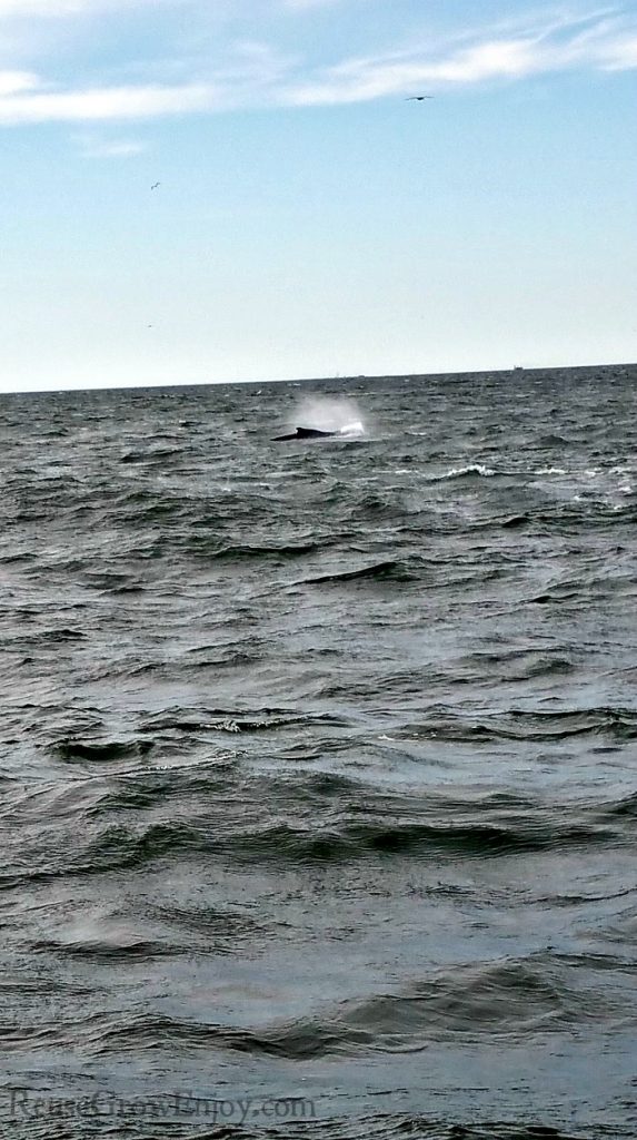 Virginia Beach Whale Watching On Rudee Tours (Pictures & Video Included)